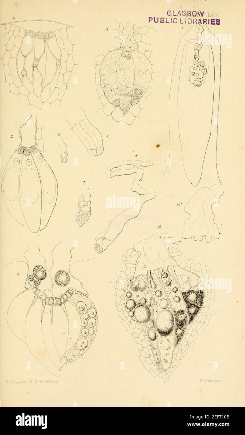 On the germination, development, and fructification of the higher ...