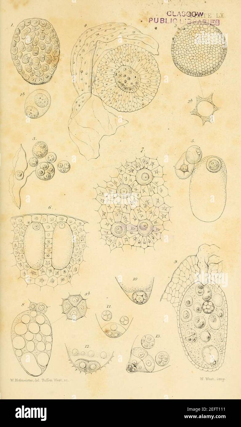 On the germination, development, and fructification of the higher ...