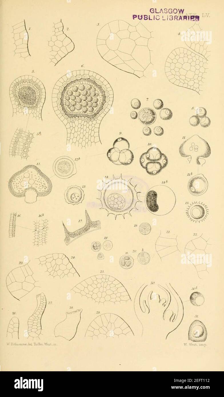 On the germination, development, and fructification of the higher ...