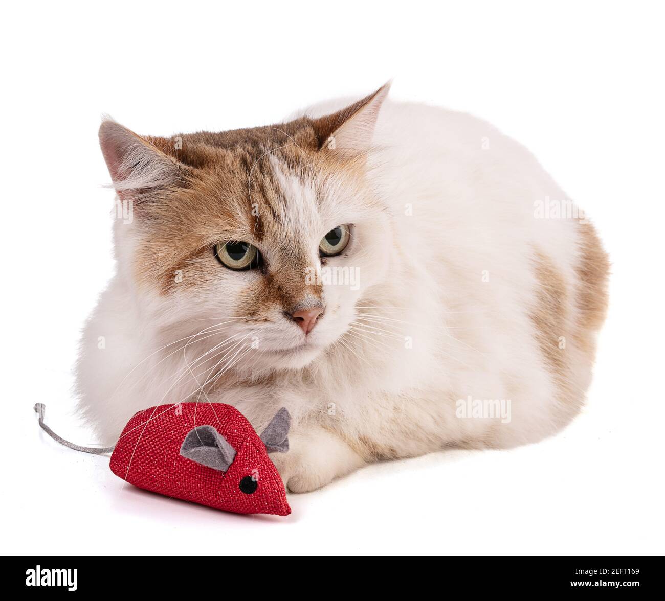 Portrait of a pretty cat with red mouse on a white background Stock ...