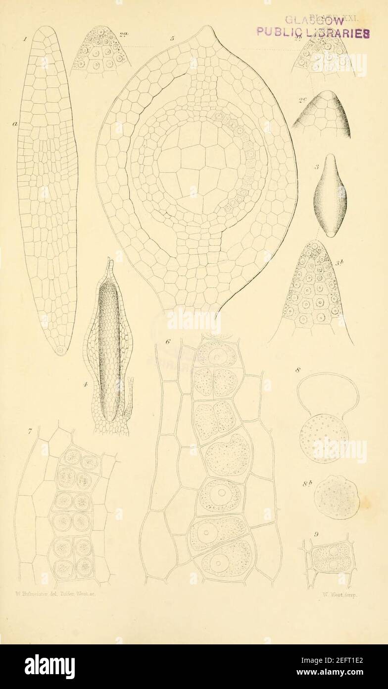 On the germination, development, and fructification of the higher ...