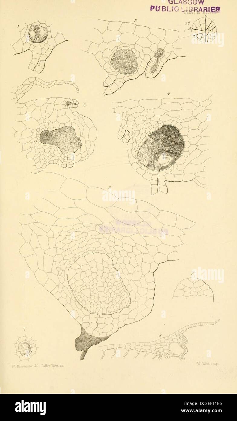 On the germination, development, and fructification of the higher ...