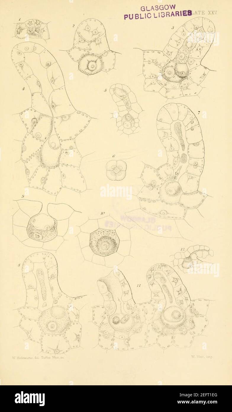 On the germination, development, and fructification of the higher ...