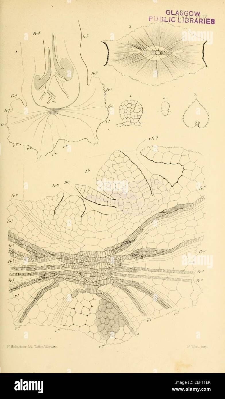 On the germination, development, and fructification of the higher ...