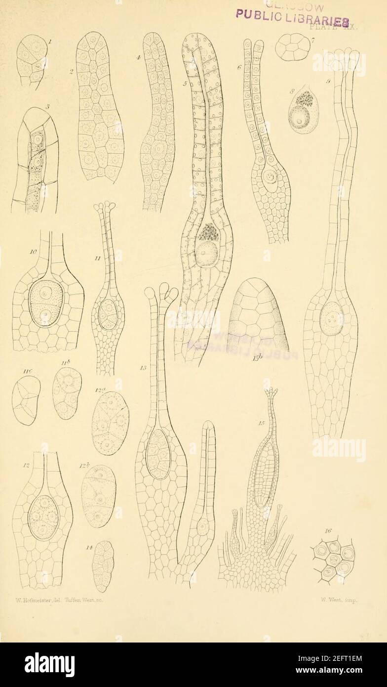 On the germination, development, and fructification of the higher ...