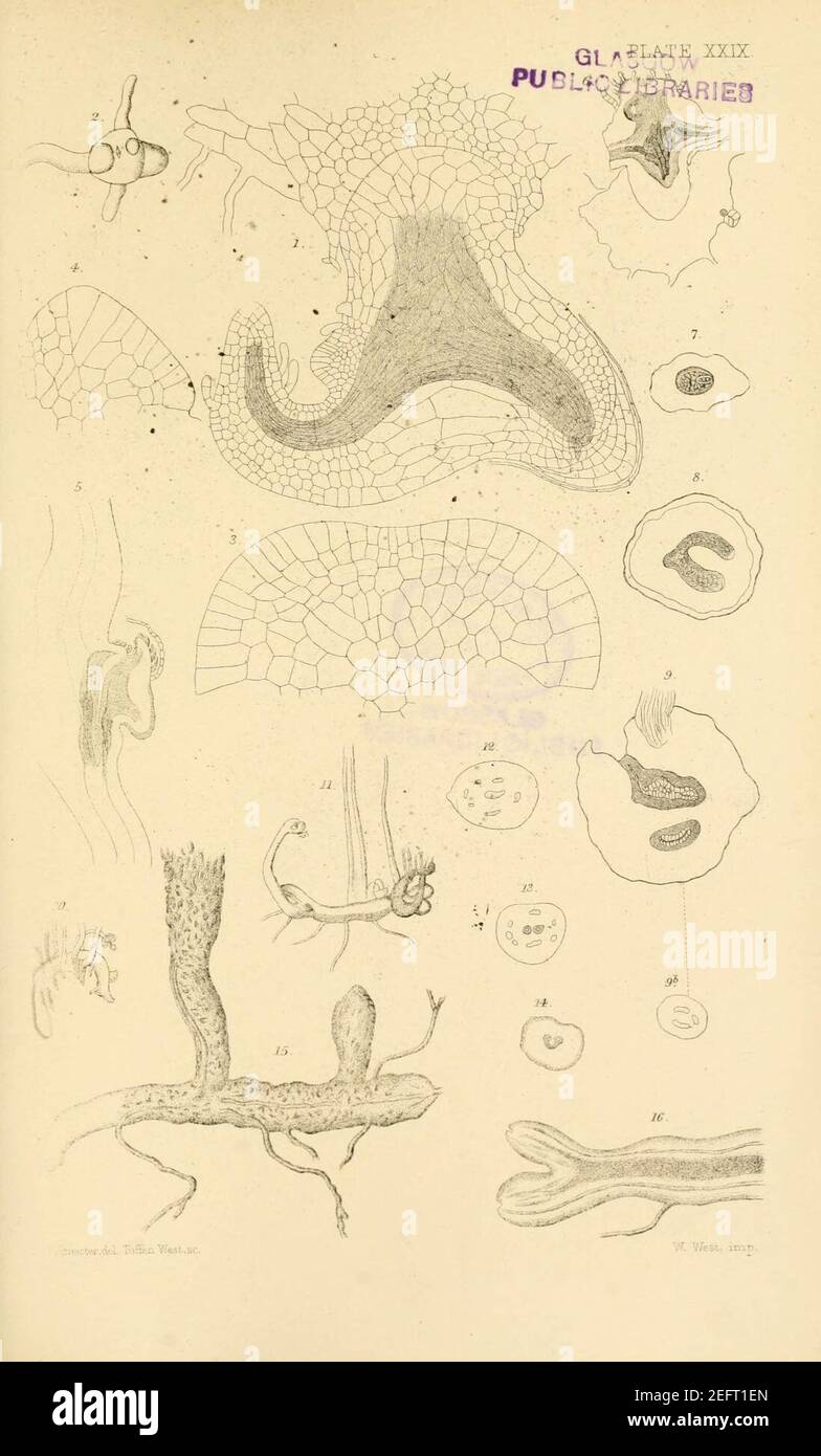 On the germination, development, and fructification of the higher ...