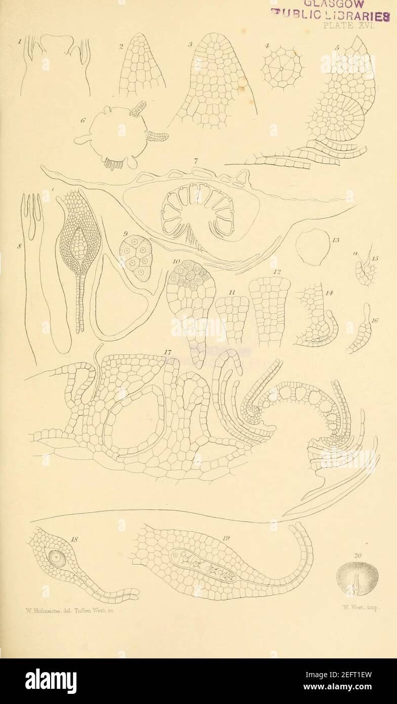 On the germination, development, and fructification of the higher ...