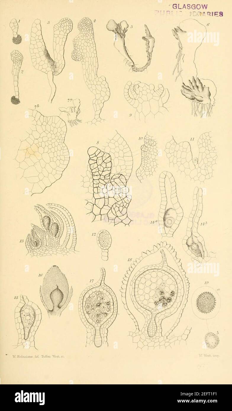On the germination, development, and fructification of the higher ...