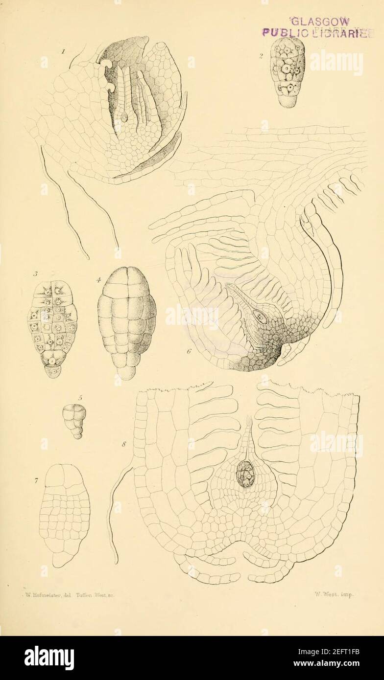 On the germination, development, and fructification of the higher ...