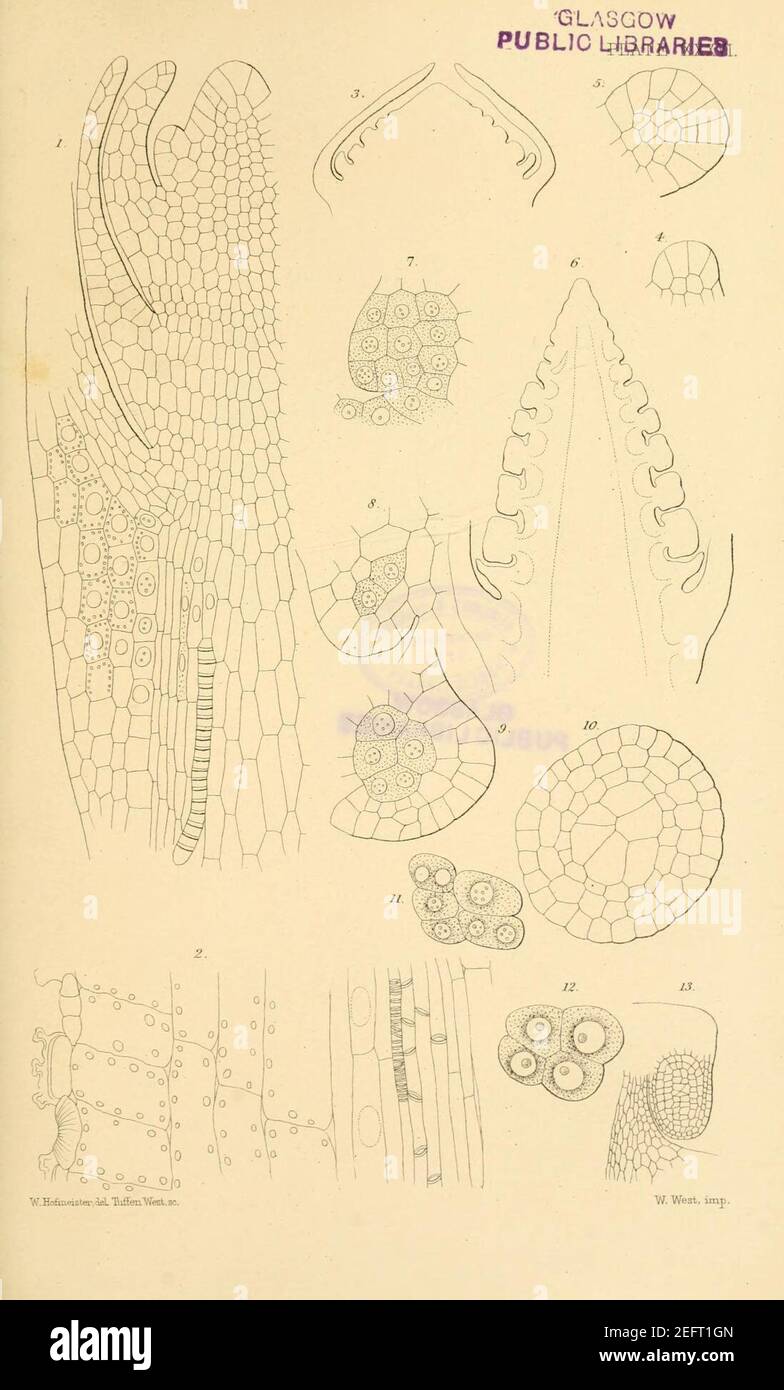 On the germination, development, and fructification of the higher ...