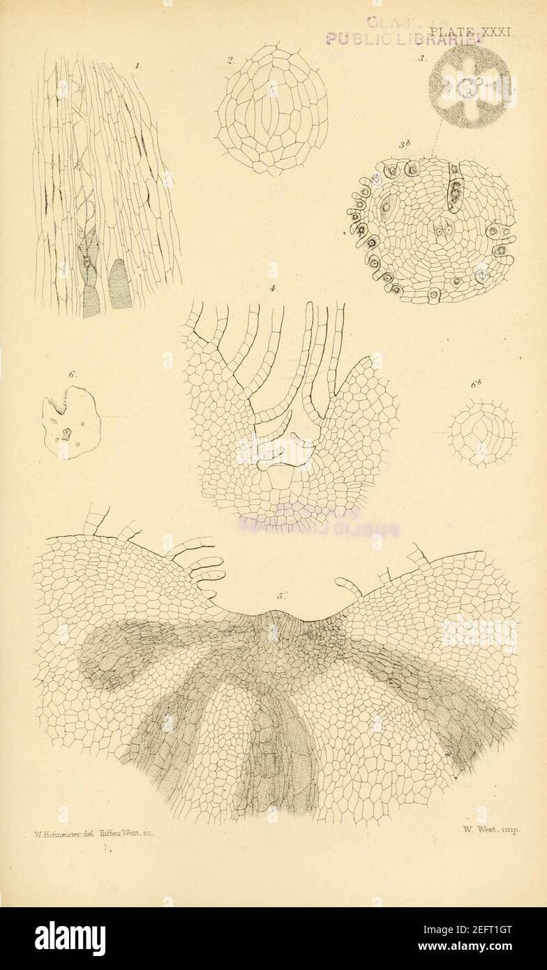 On the germination, development, and fructification of the higher ...