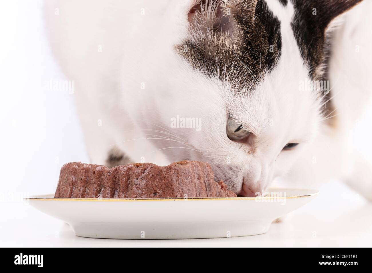 cat eating food in a plate on a plate on a white background Stock Photo ...