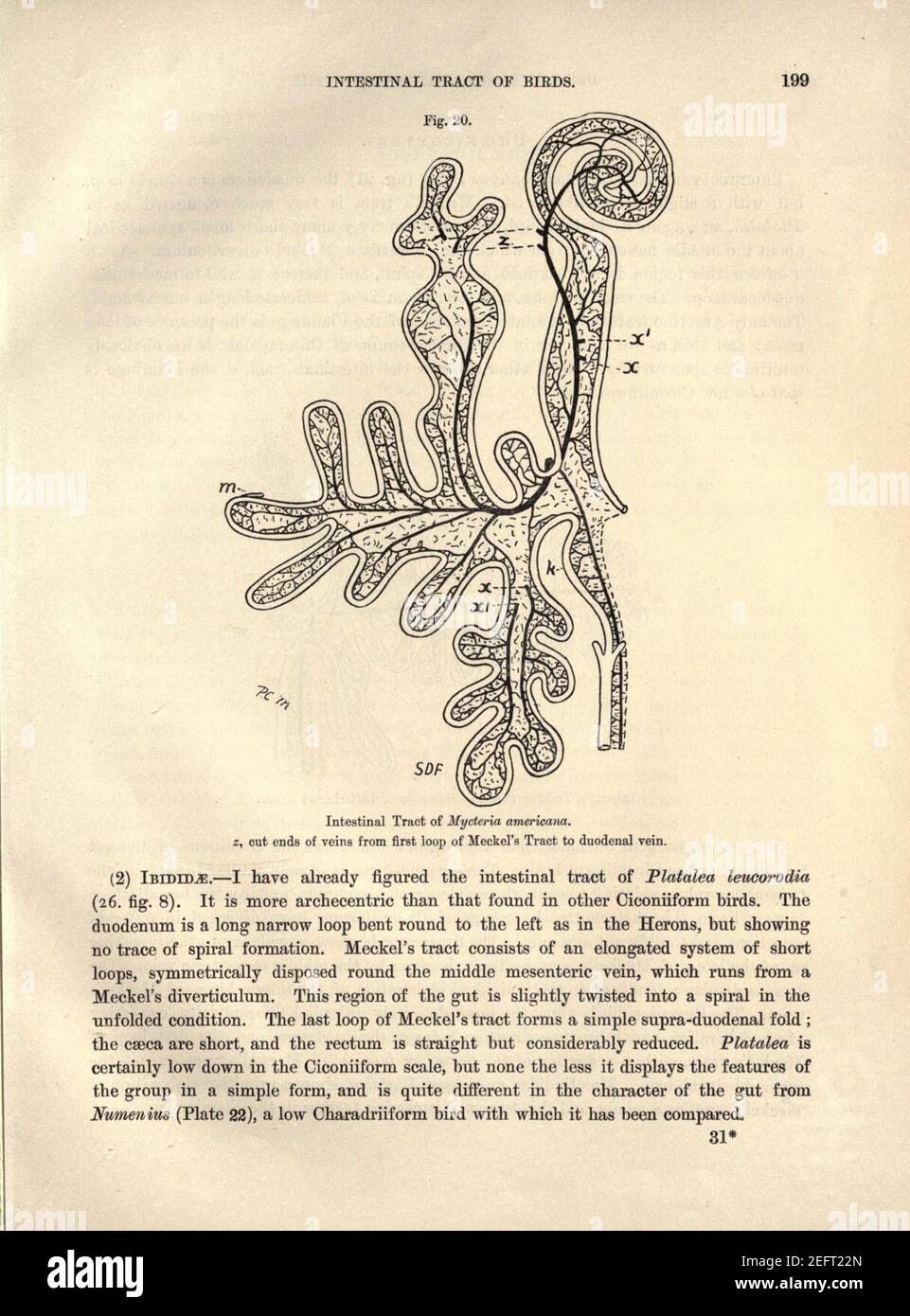 On the intestinal tract of birds (Page 199 Stock Photo - Alamy