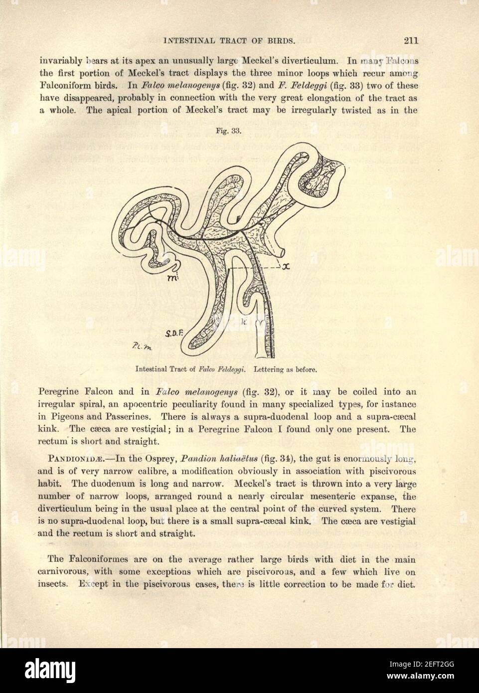 On the intestinal tract of birds (Page 211 Stock Photo - Alamy