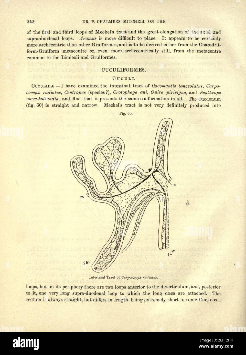 On the intestinal tract of birds (Page 242 Stock Photo - Alamy