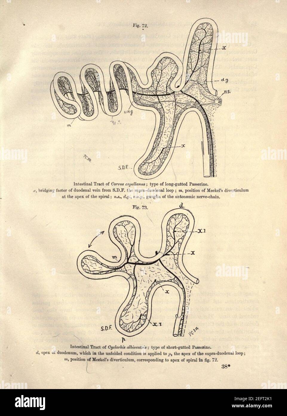 On the intestinal tract of birds (Page 255 Stock Photo - Alamy