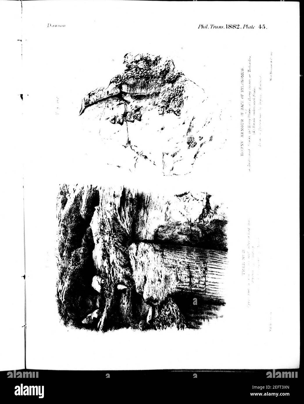 On the results of recent explorations of erect trees containing animal ...