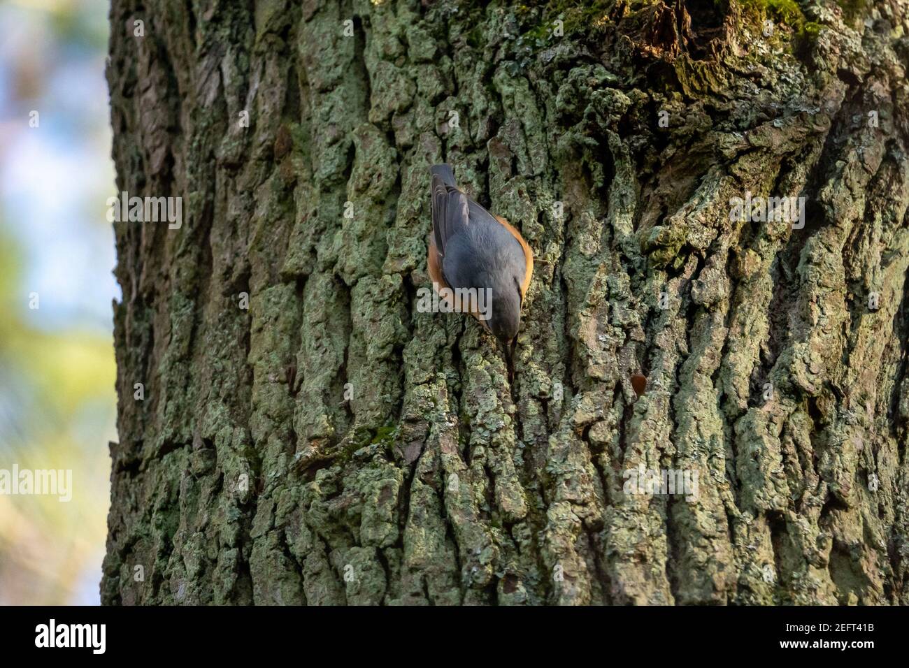 Bird hide nuthatch hi-res stock photography and images - Alamy