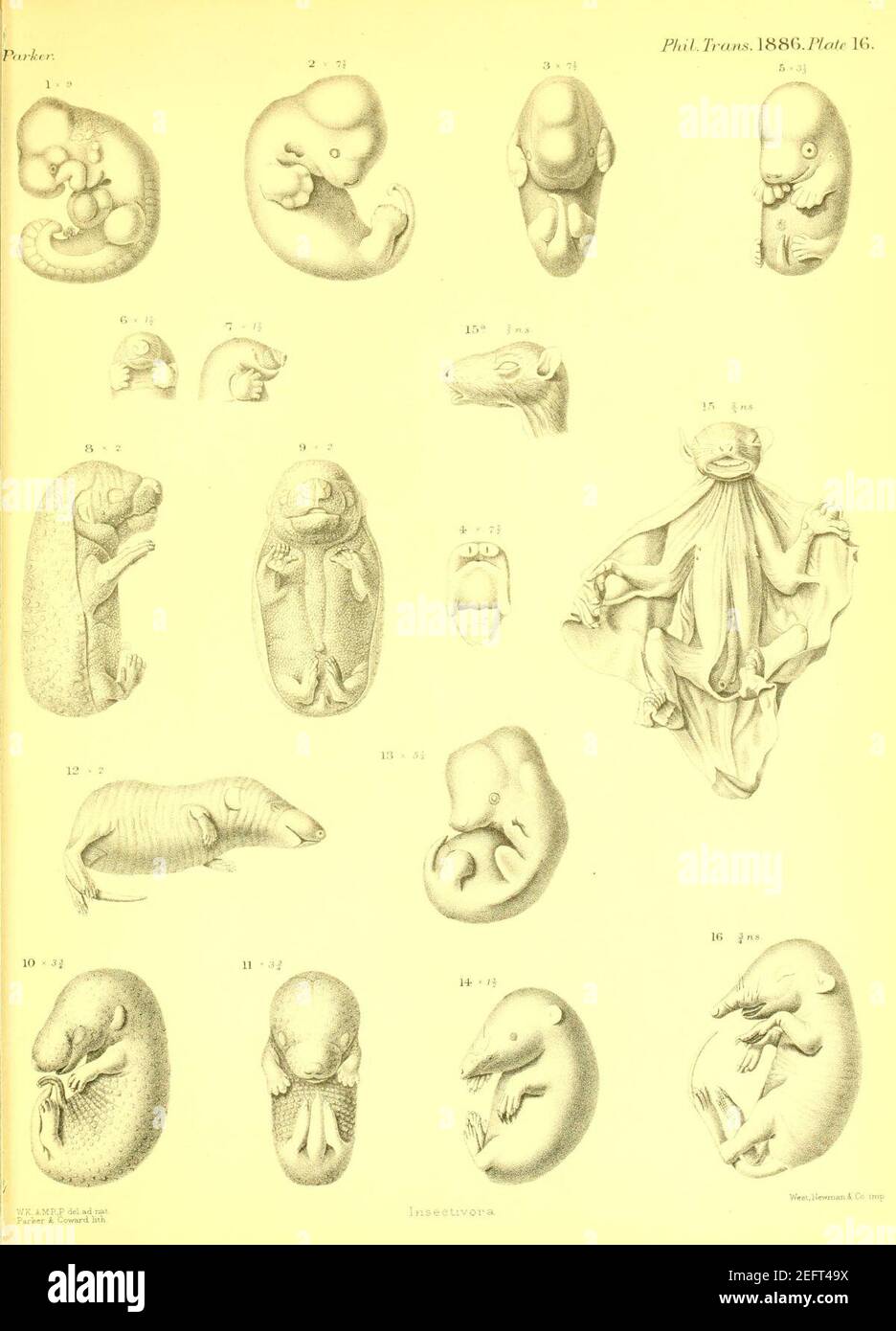 On the structure and development of the skull in the mammalia (Plate 16 ...