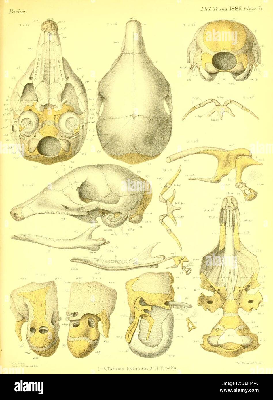On the structure and development of the skull in the mammalia (Plate 6 ...