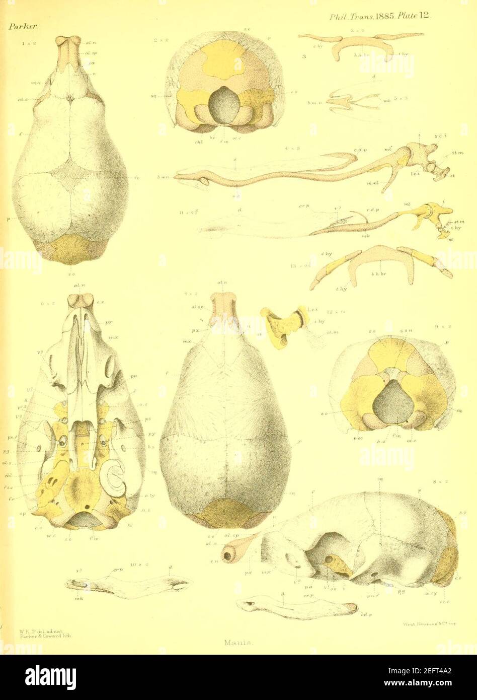 On the structure and development of the skull in the mammalia (Plate 12 ...