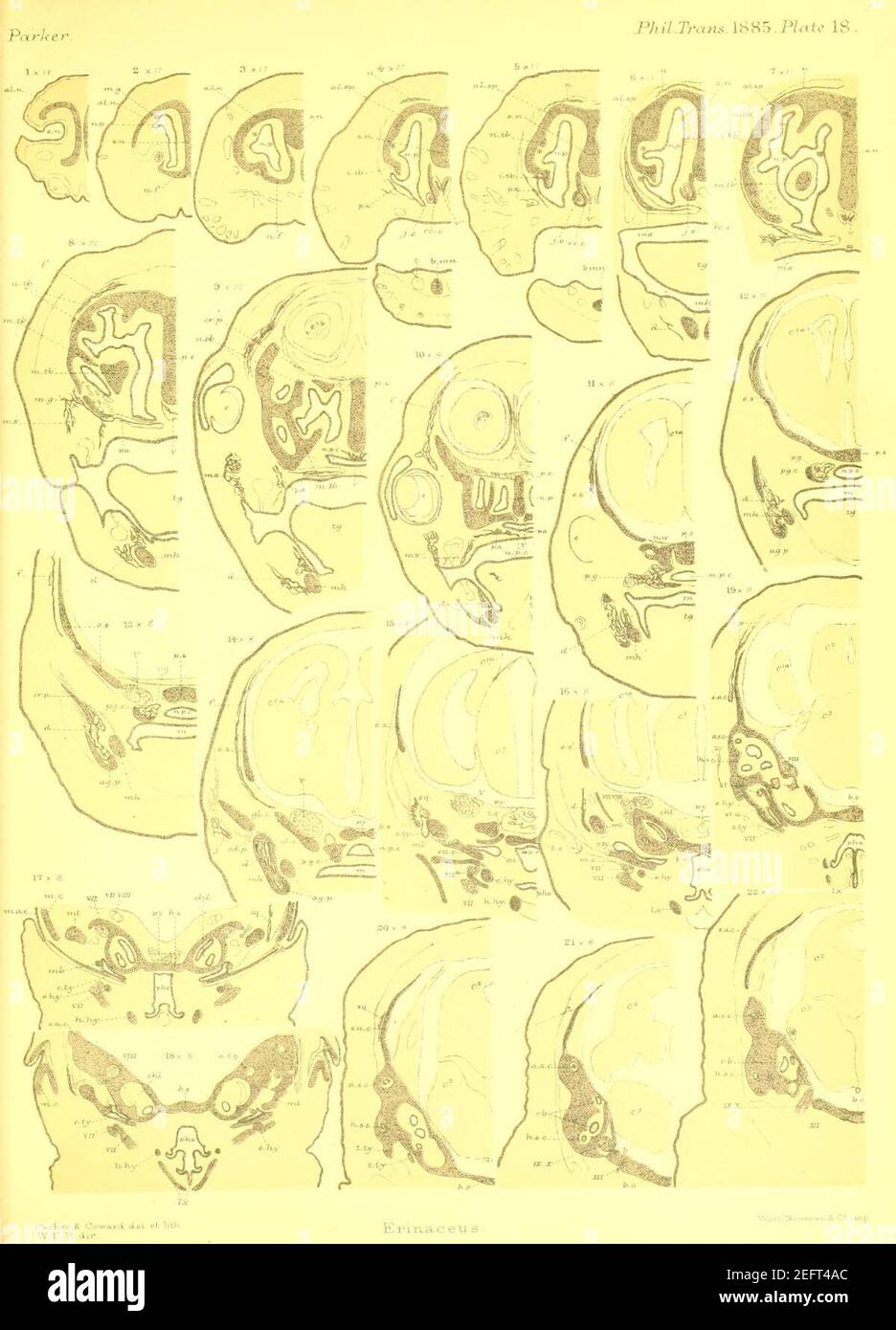 On the structure and development of the skull in the mammalia (Plate 18 ...