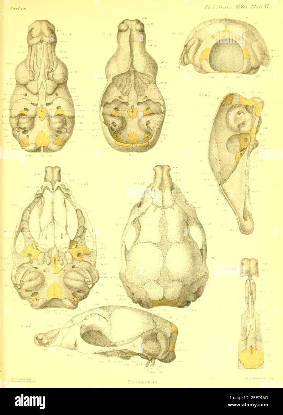 On the structure and development of the skull in the mammalia (Plate 17 ...