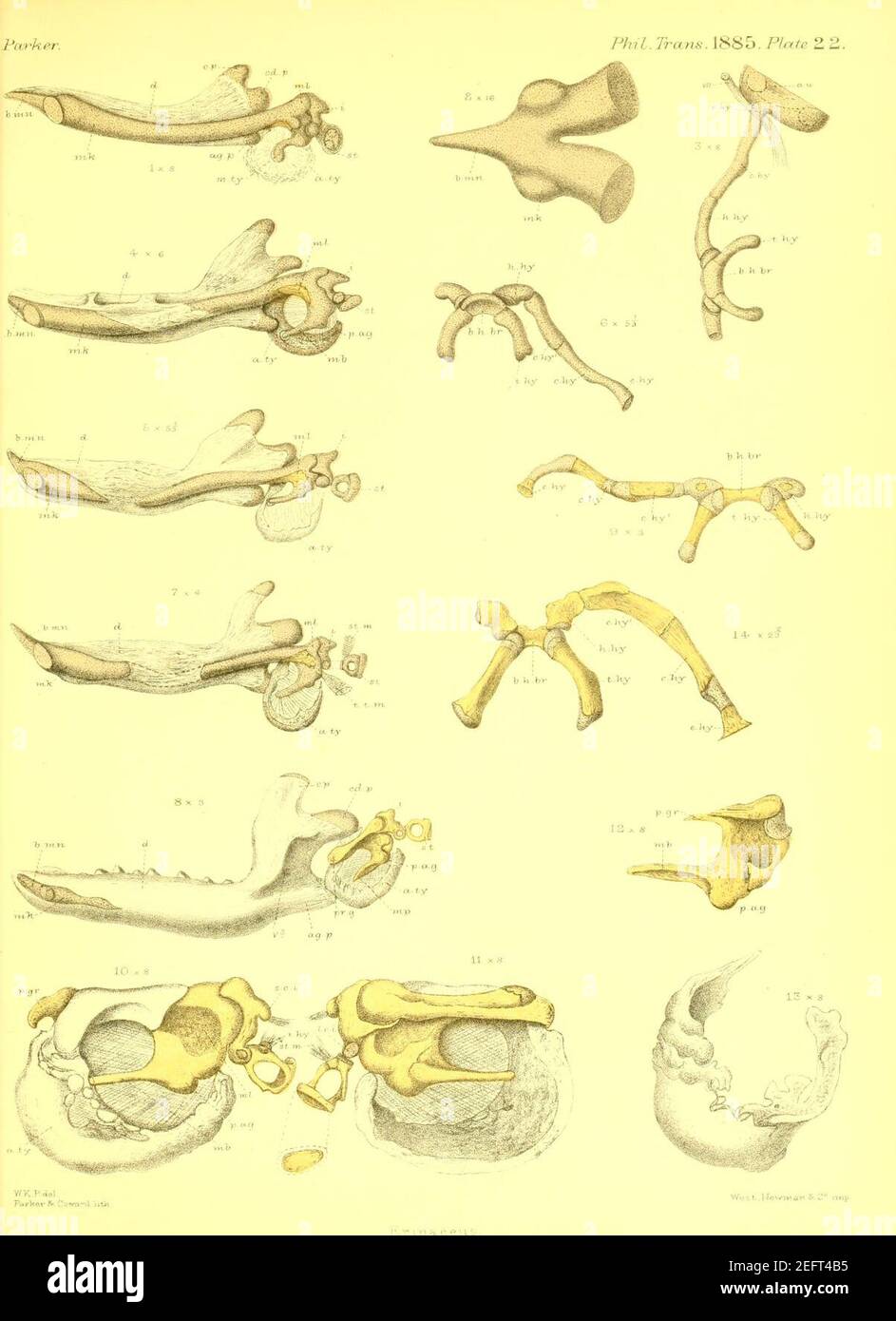 On the structure and development of the skull in the mammalia (Plate 22 ...
