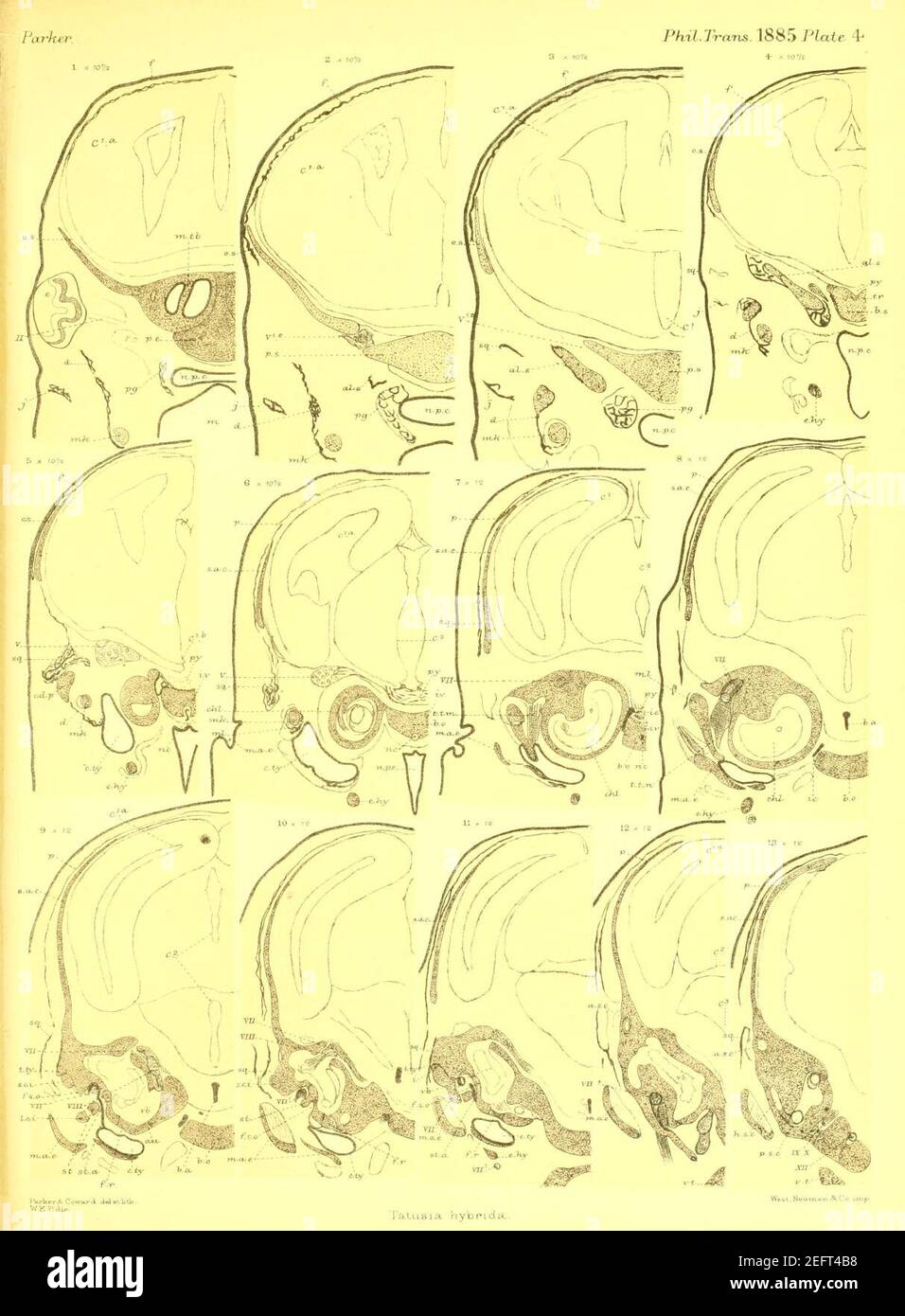 On the structure and development of the skull in the mammalia (Plate 4 ...