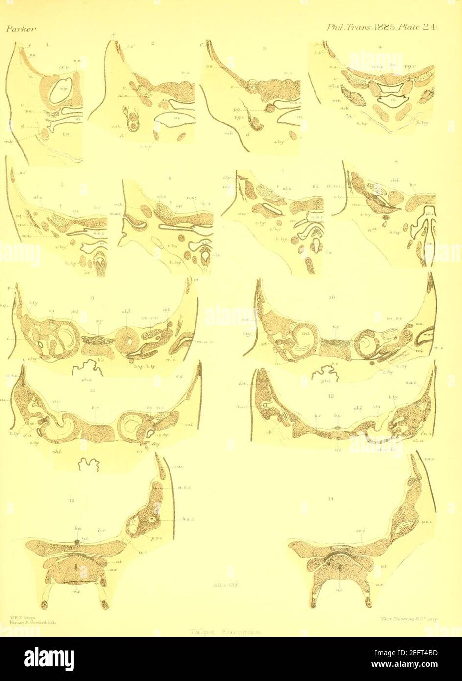 On the structure and development of the skull in the mammalia (Plate 24 ...