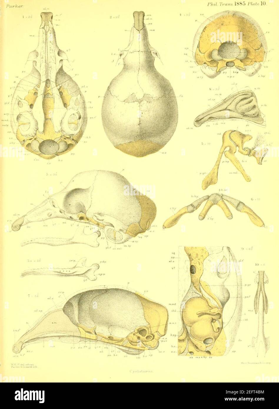 On the structure and development of the skull in the mammalia (Plate 10 ...