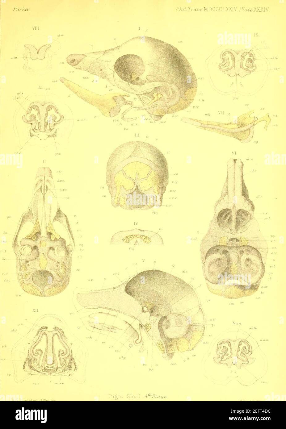On the structure and development of the skull in the mammalia (Plate ...