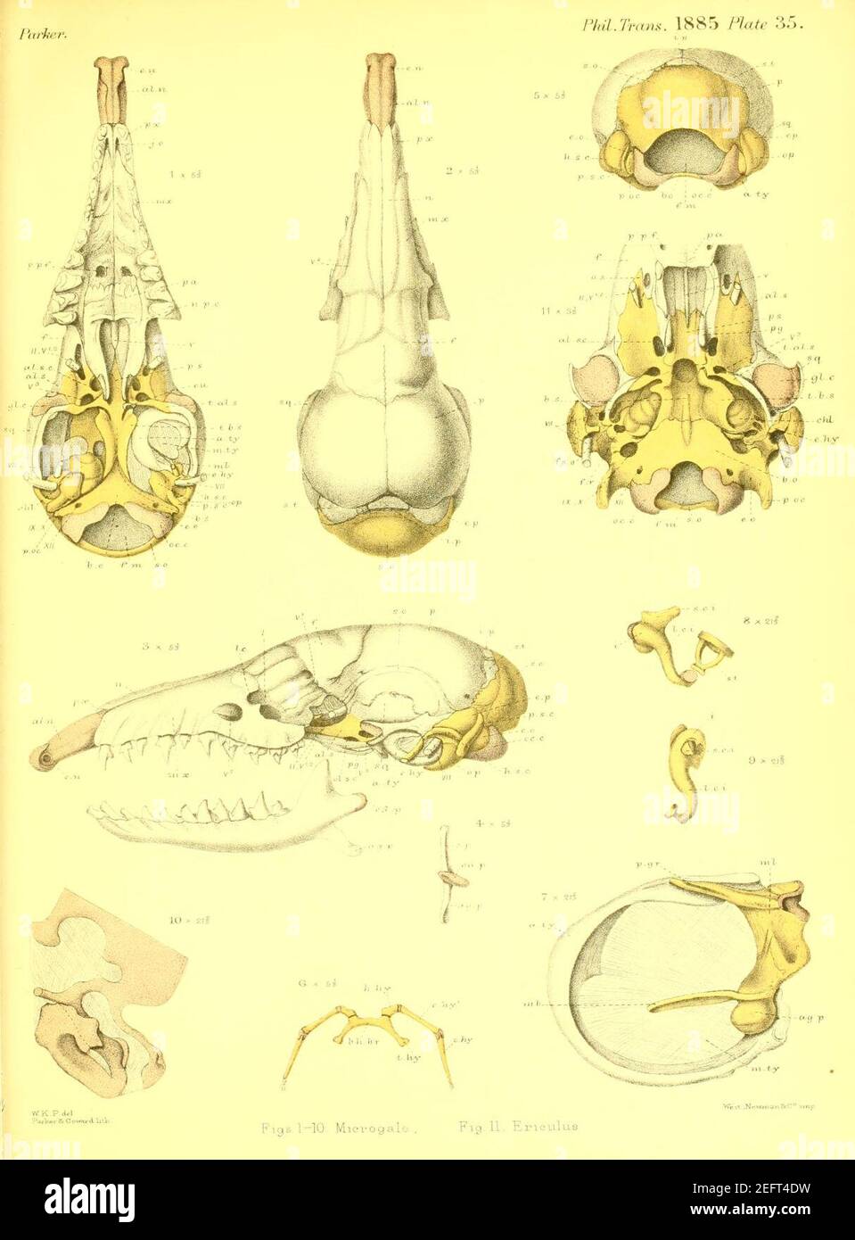 On the structure and development of the skull in the mammalia (Plate 35 ...
