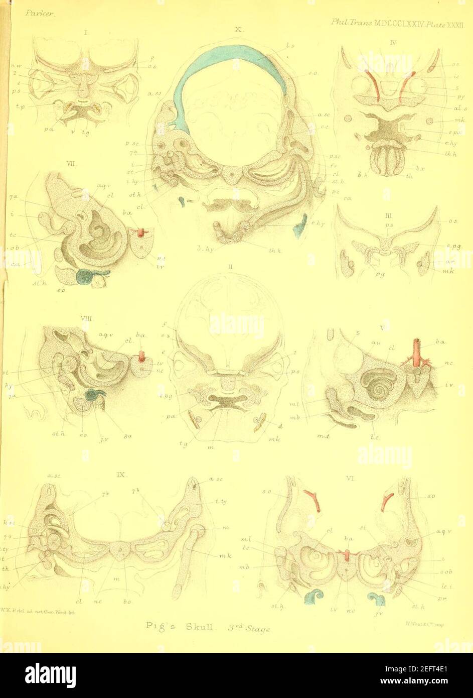 On the structure and development of the skull in the mammalia (Plate ...