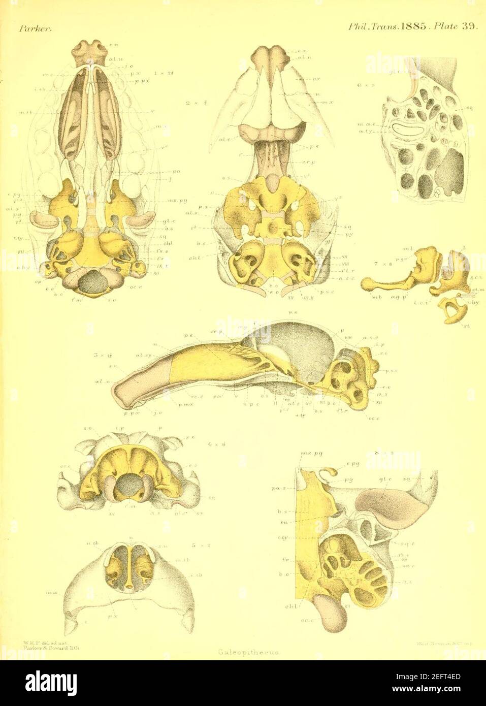 On the structure and development of the skull in the mammalia (Plate 39 ...
