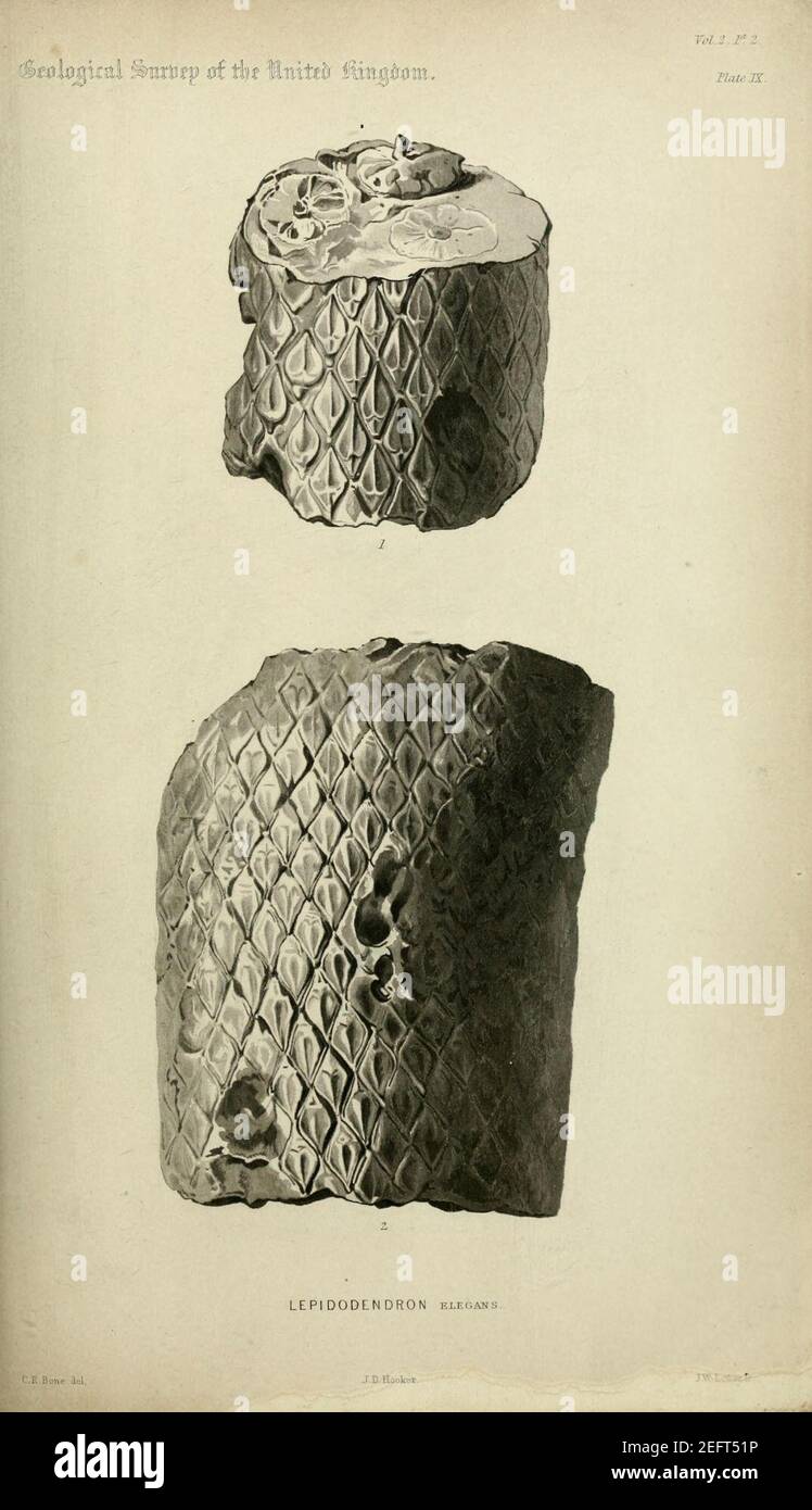 On the vegetation of the Carboniferous period, as compared with that of ...