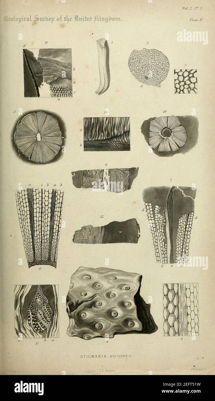 On the vegetation of the Carboniferous period, as compared with that of ...