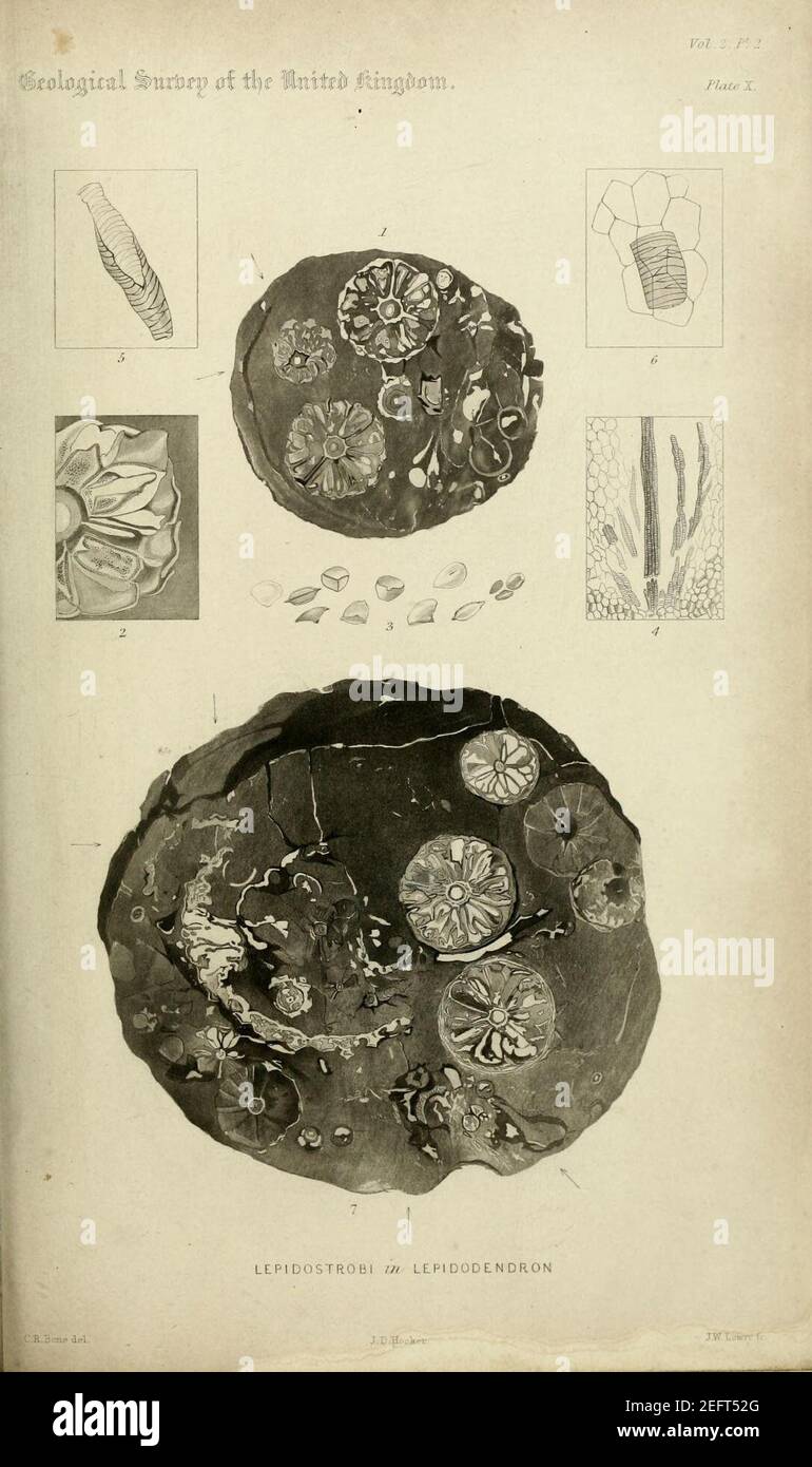 On the vegetation of the Carboniferous period, as compared with that of ...