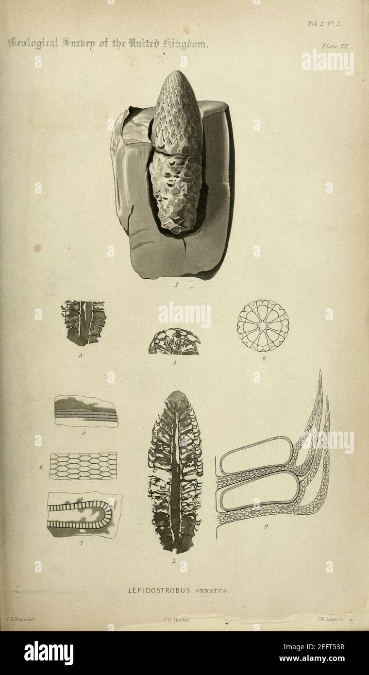 On the vegetation of the Carboniferous period, as compared with that of ...
