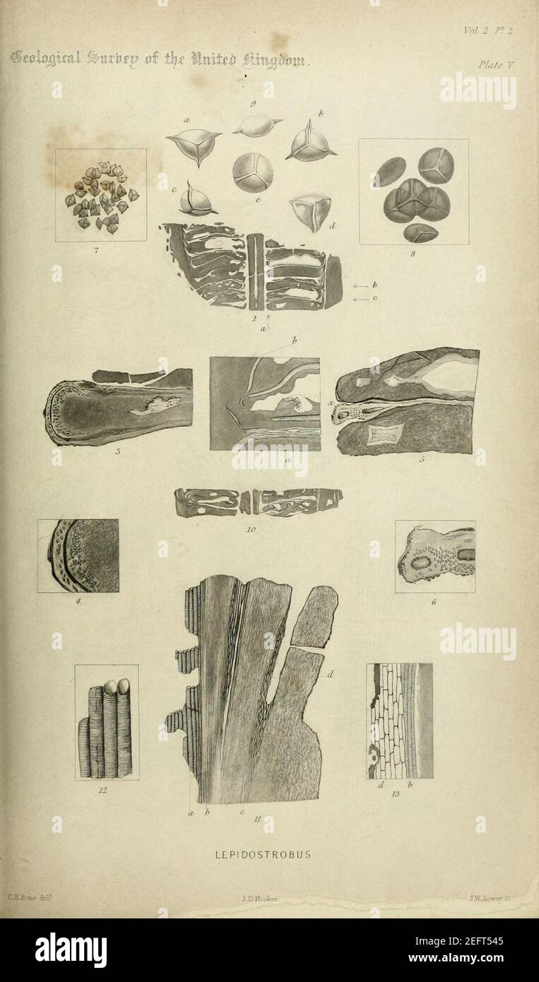 On the vegetation of the Carboniferous period, as compared with that of ...