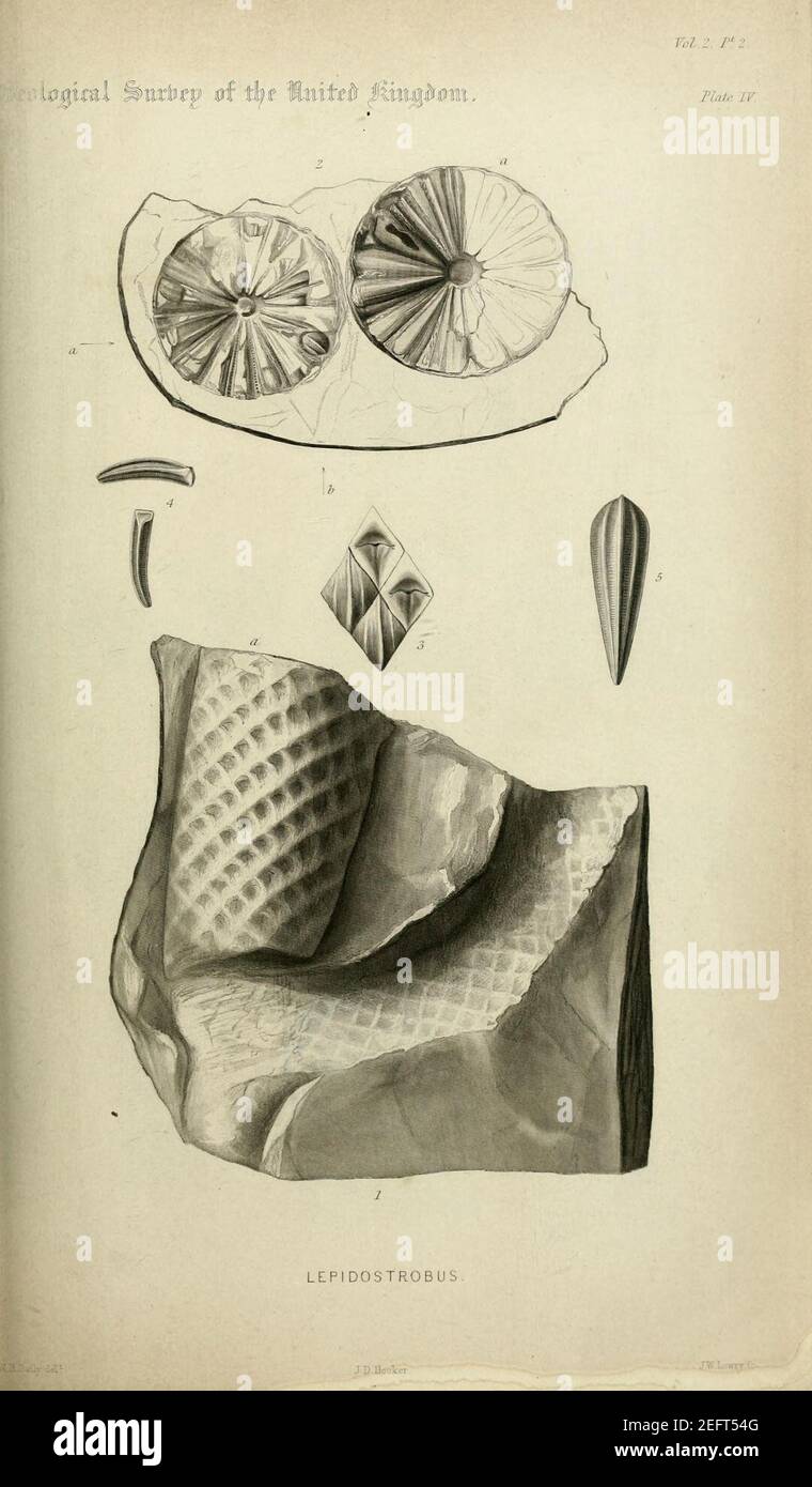 On the vegetation of the Carboniferous period, as compared with that of ...