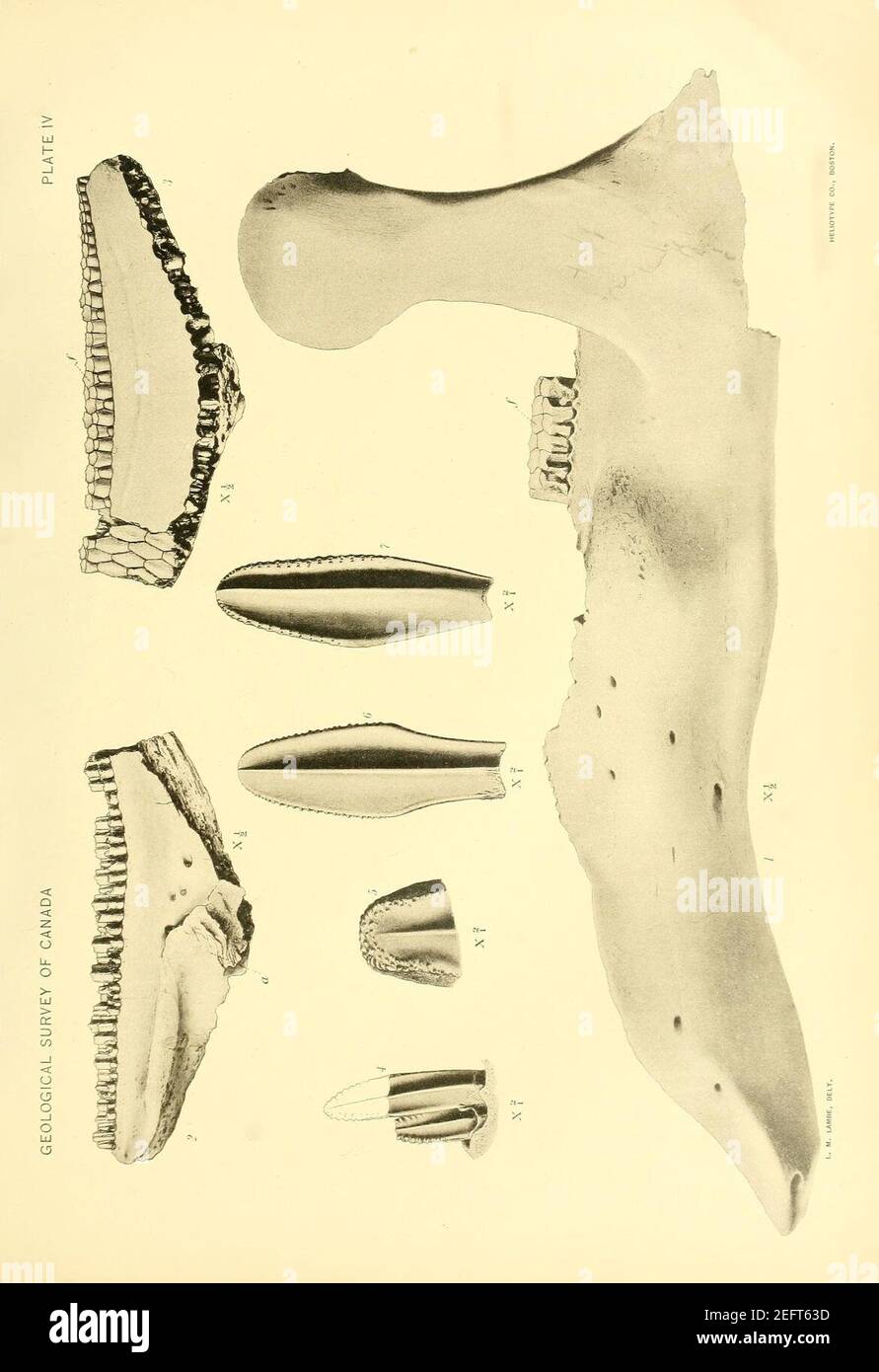 On Vertebrata of the Mid-Cretaceous of the North West Territory Stock ...