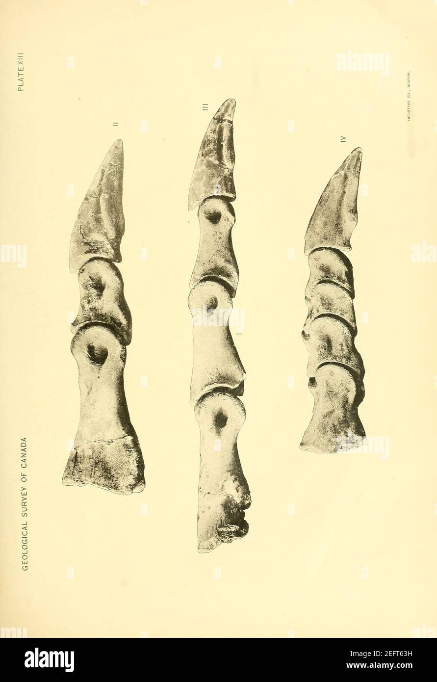 On Vertebrata of the Mid-Cretaceous of the North West Territory Stock ...