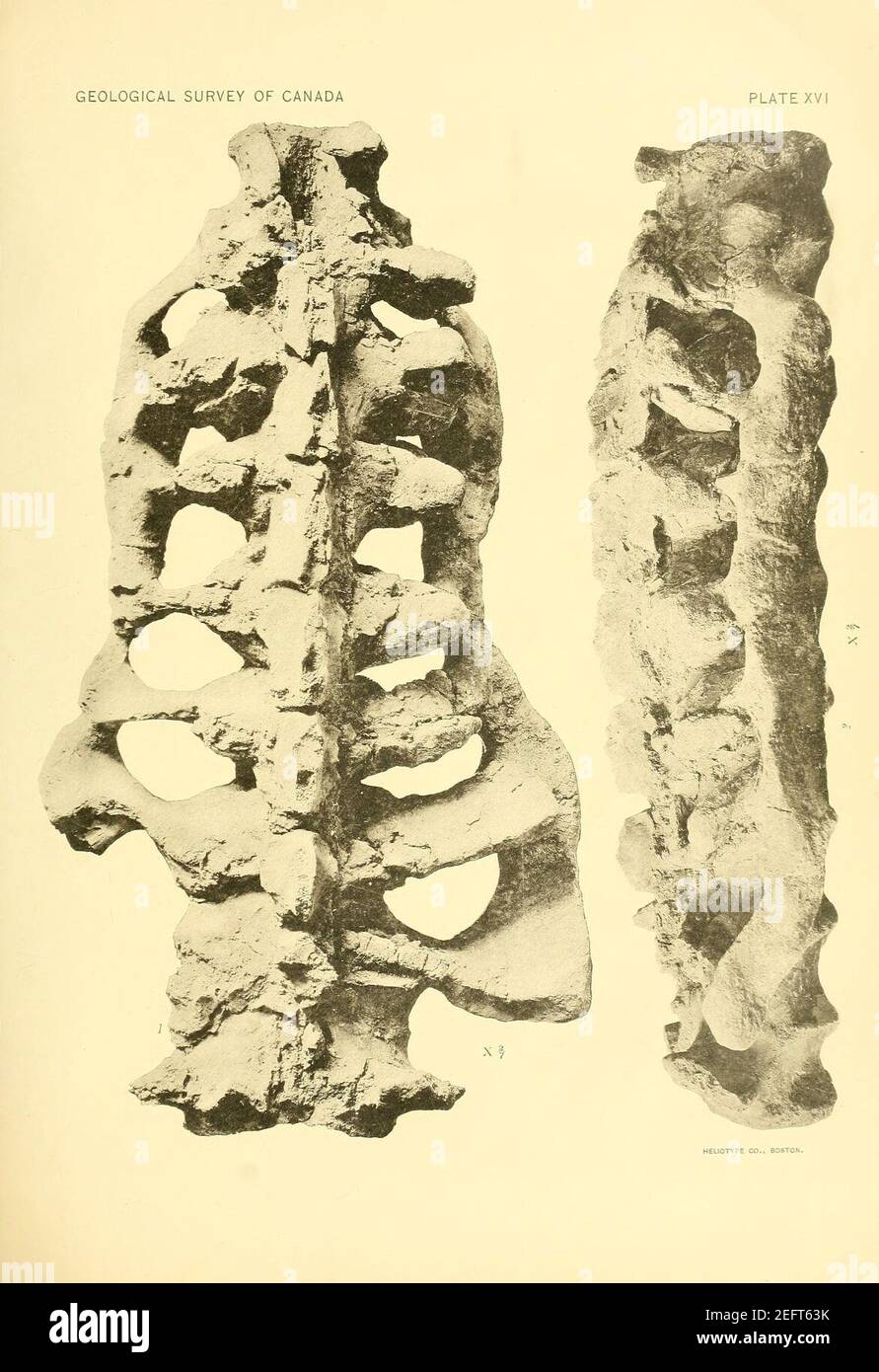 On Vertebrata of the Mid-Cretaceous of the North West Territory Stock ...
