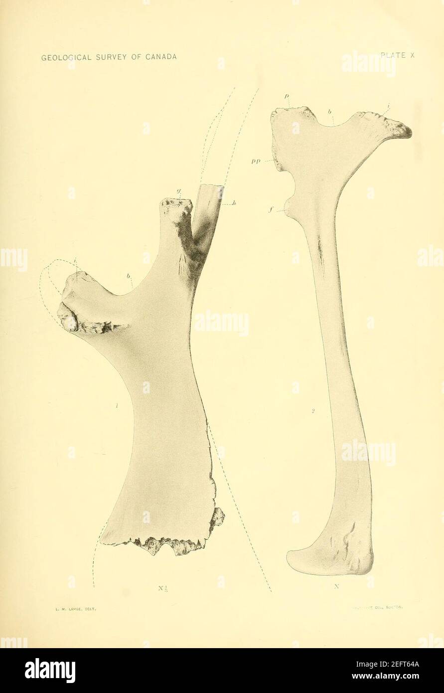 On Vertebrata of the Mid-Cretaceous of the North West Territory Stock ...
