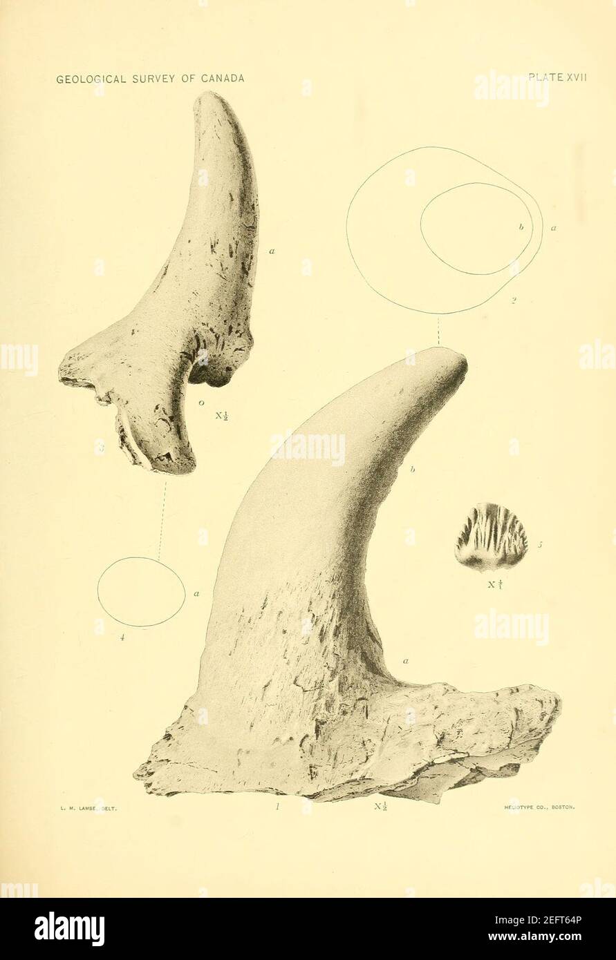 On Vertebrata of the Mid-Cretaceous of the North West Territory Stock ...