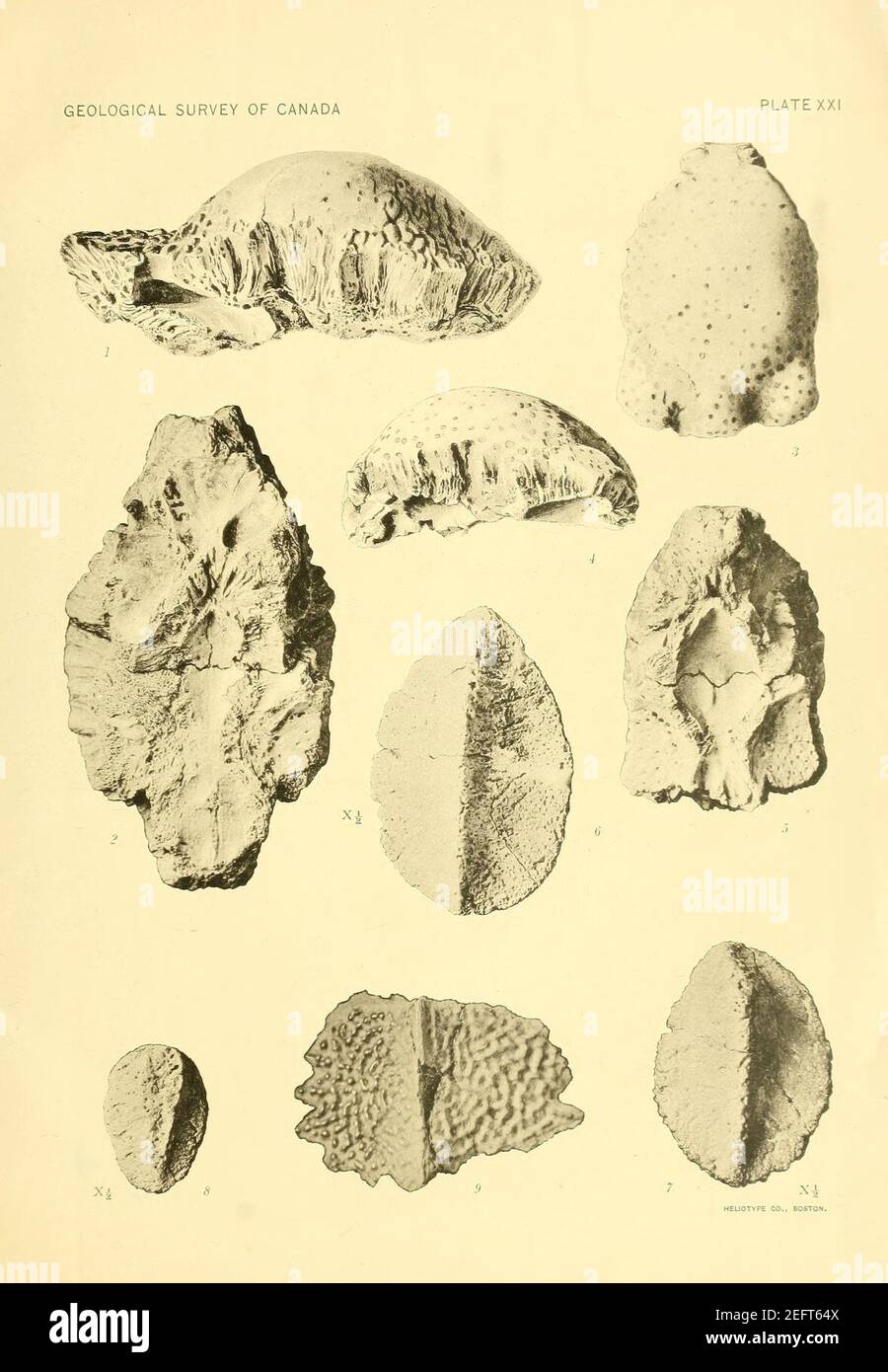 On Vertebrata of the Mid-Cretaceous of the North West Territory Stock ...
