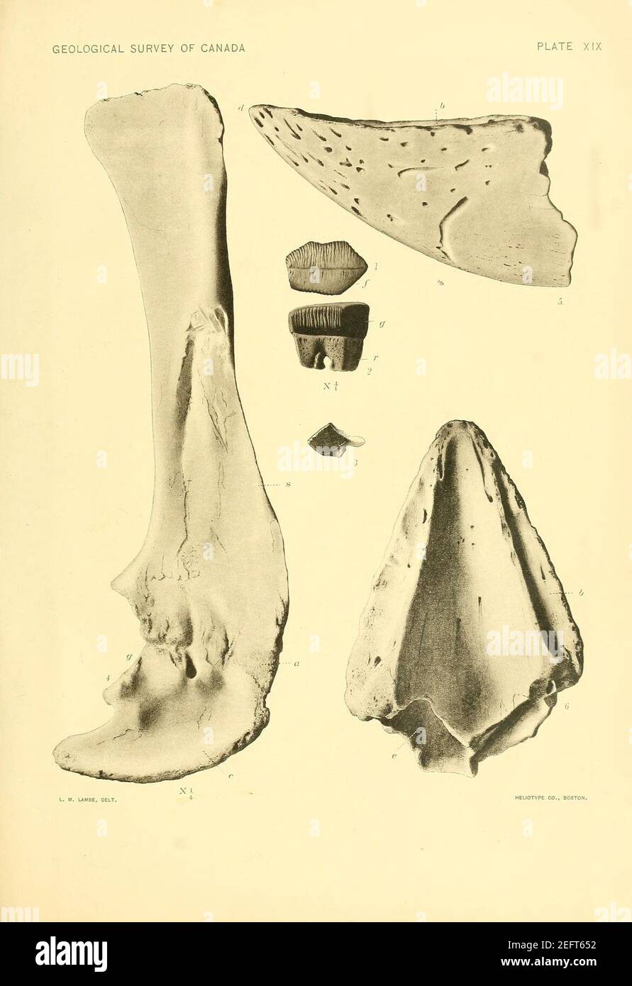 On Vertebrata of the Mid-Cretaceous of the North West Territory Stock ...