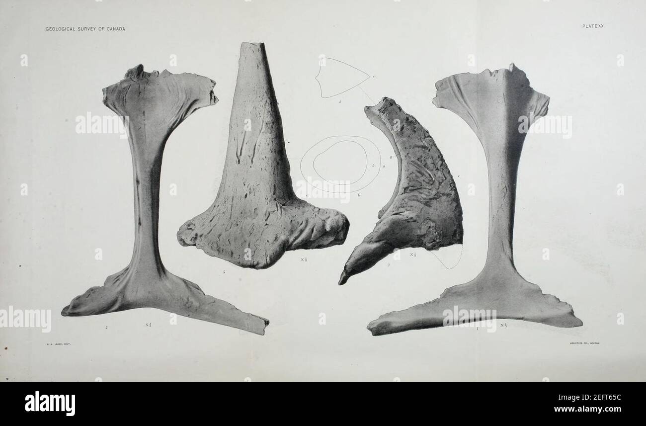 On Vertebrata of the Mid-Cretaceous of the North West Territory Stock ...