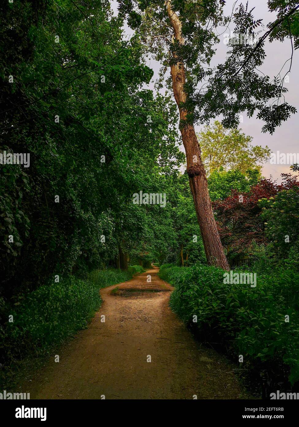 Long path with small puddle in forest between trees and bushes Stock ...